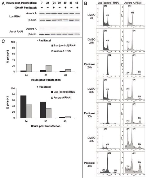 Aurora A Rnai Causes Premature Mitotic Exit In Cells Treated With Download Scientific Diagram