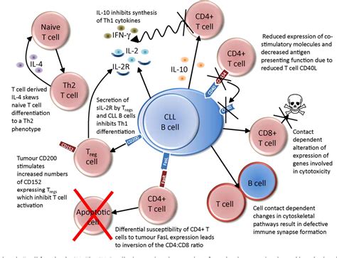 T Lymphocytes Function