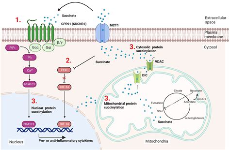 Exploration Of Targeted Anti Tumor Therapy
