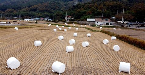 [의령] 논 하얀 뭉치 공룡알인가 바둑돌인가