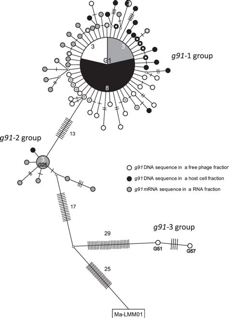 Maximum Parsimony Network Obtained Using The Tcs Program Version 121