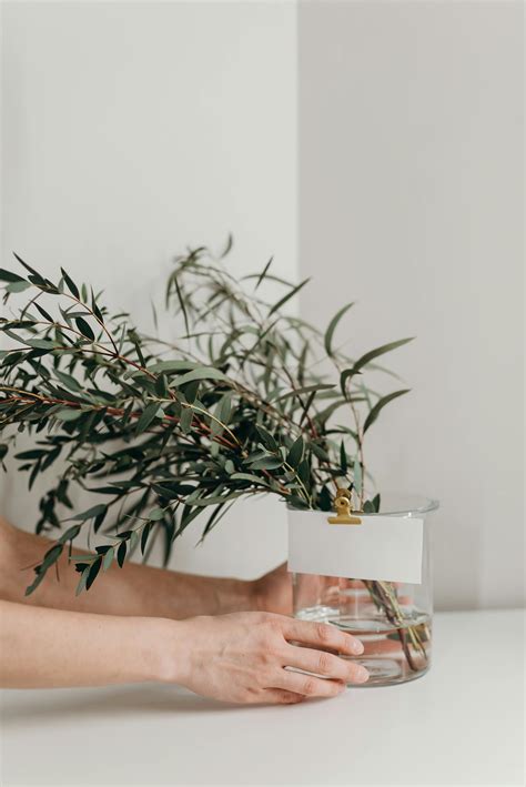 투명 유리 화분에 심은 녹색 식물 · 무료 스톡 사진