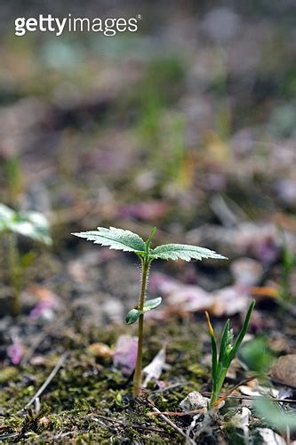 새싹 이미지 a 게티이미지뱅크