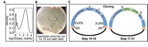 Figure 2 From High Throughput Functional Analysis Of Regulatory Variants Using A Massively