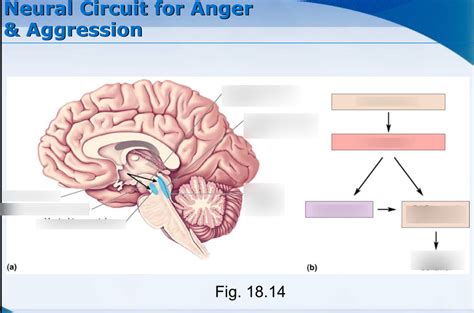 Neural Circuits For Anger And Aggression Diagram Quizlet