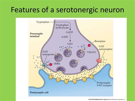 Ppt Neurotransmitters Catecholamines And Acetylcholine Chapters 5 And 6 Powerpoint Presentation