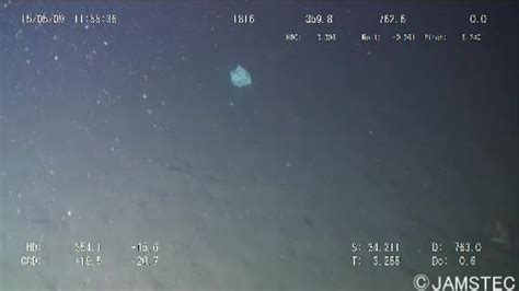 UnderwaterTrashDetection Instance Segmentation Dataset By Laptrinhcsc