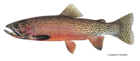 Cutthroat Trout Definition At Lucy Via Blog