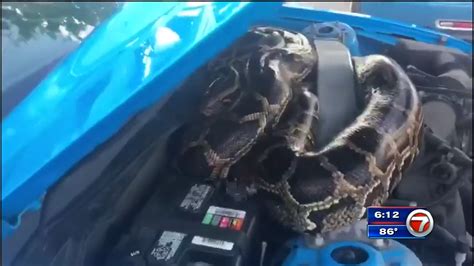 Crews Remove 10′ Burmese Python Found Under Hood Of Mustang In Dania