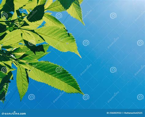 Green Leaves On Elm Tree Nature Spring And Summer Background Stock Image Image Of Nature