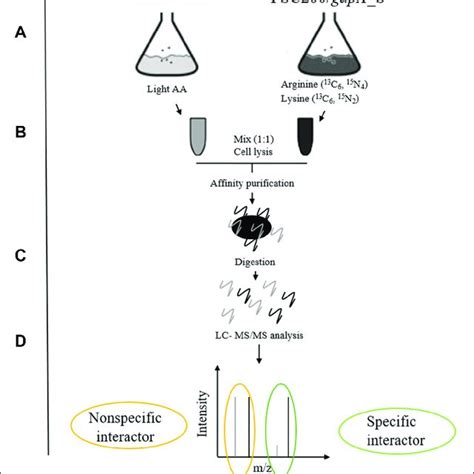Schematic Overview Of Silac Ap Msms Strategy A The Bacterial Download Scientific Diagram