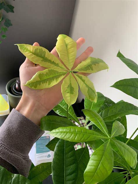 Philodendron “punctata” Is This Really A New Cultivar It Looks Like A