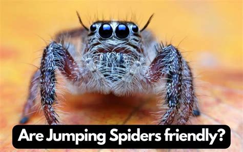 Are Jumping Spiders Friendly The Spider Blog