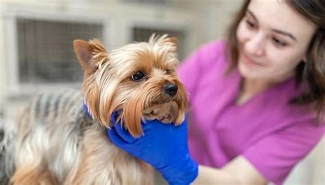 Bachelor Of Veterinary Science [bvsc] Course Details Eligibility