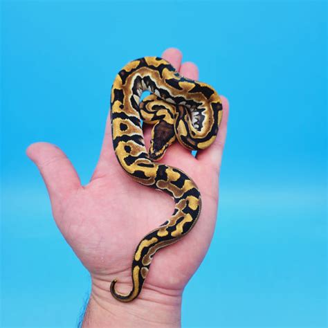 Puzzle Ball Pythons For Sale Geeky Gecko Creations