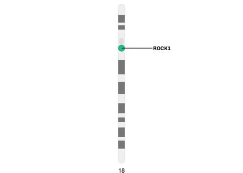 Data Driven Hypothesis 1 Gene Information