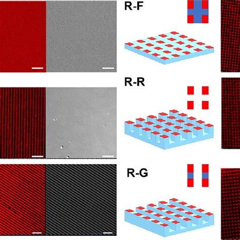 Substrates With Defined Physical And Biochemical Features The Download Scientific Diagram