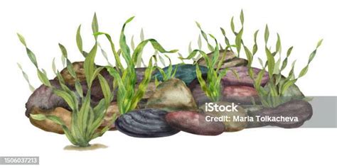 하얀 배경에 격리된 수중 돌들 사이에 있는 천연 녹색 바다 다시마 인쇄물 엽서 전단지 소책자를 위한 해양 구성의 수채화 그림 0명에 대한 스톡 벡터 아트 및 기타 이미지