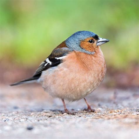Small Garden Birds Uk Guide From Blue Tits To Robins Bird Barn