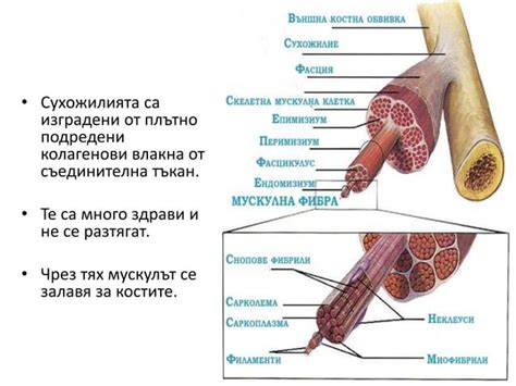 мускули в човешкото тяло Pptx