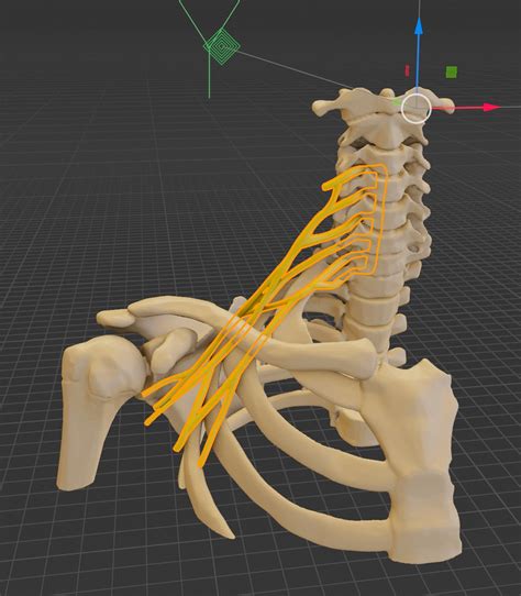 Brachial Plexus Anatomy Model