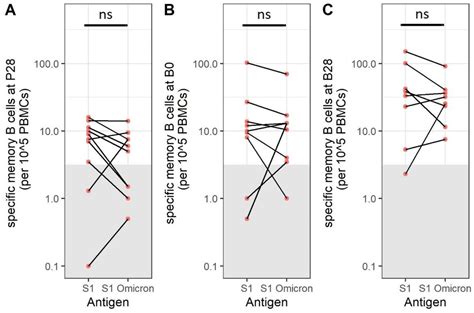 Booster Immunization Improves Memory B Cell Responses In Older Adults