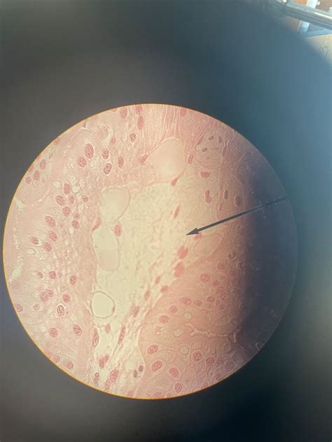 Simple Columnar Non Ciliated Simple Intestines Tissue