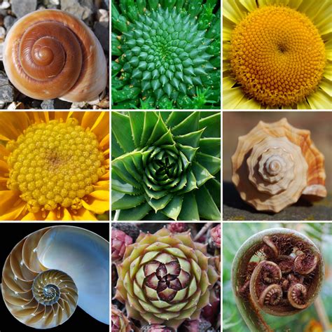 La Sequenza Di Fibonacci La Successione Armonica Che Regola Ogni Cosa