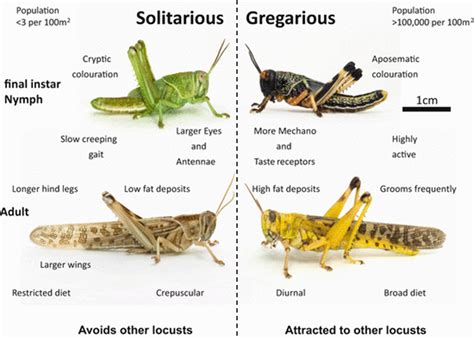 Locust Vs Grasshopper Difference