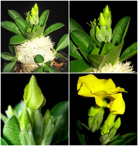 Пахиподиум (Pachypodium) | Raritet-plants