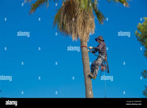 Palm Tree Pruner Climbing Up The Trunk Of A Washingtonia Palm Tree Using A Safety Harness Palm