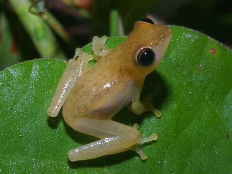 70 Tree Frog Wallpapers WallpaperSafari 70 Tree Frog Wallpapers WallpaperSafari