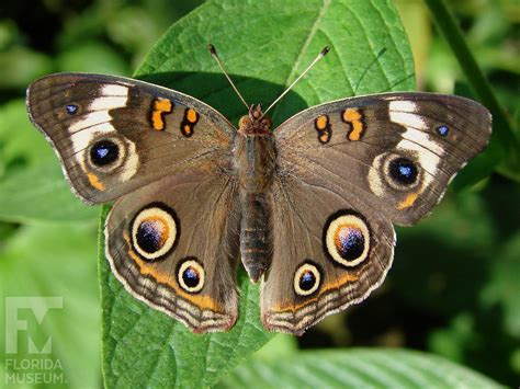 Common Buckeye Exhibits