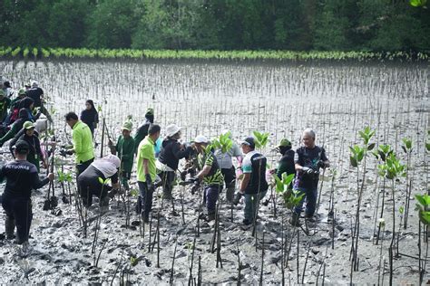 Pic Expands Mangrove Conservation In Pulau Tg Surat Warta Oriental