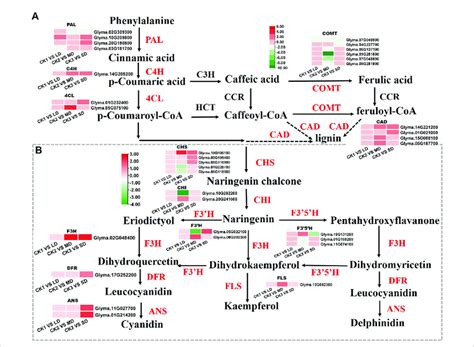Heatmap Of The DEGs Involved In Flavonoid Biosynthesis In Response To