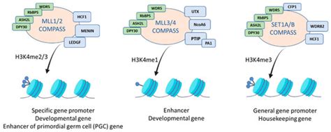 Structure Activity And Function Of The Mll2 Kmt2b Protein Lysine Methyltransferase