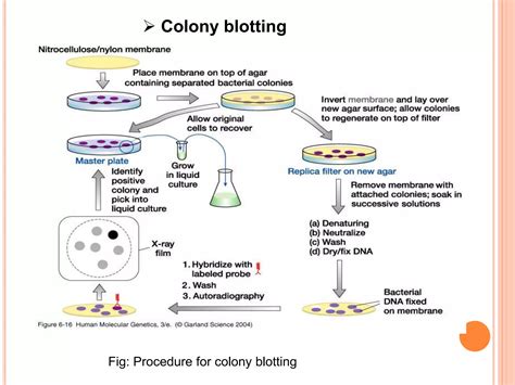 Nucleic Acid Hybridization Pptx