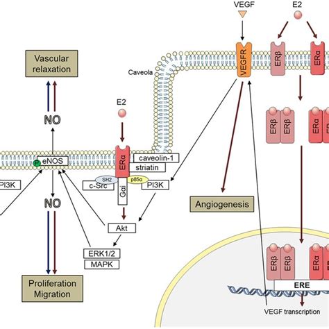 Main Signaling Pathways Involved In Estradiol And Androgens Action In Download Scientific