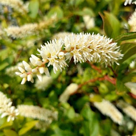 Itea Virginica Commonly Known As Virginia Willow Or Virginia