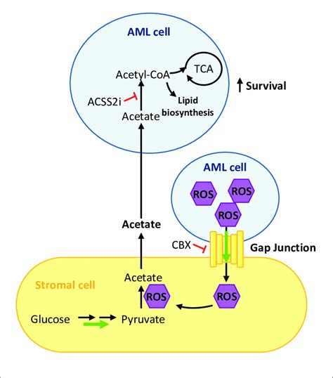 Schematic Summary Of Our Findings Aml Cells Present High Levels Of Ros