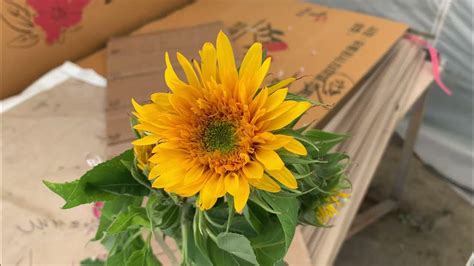 테디베어 해바라기 생화 꽃집 꽃집창업 꽃값 온라인꽃시장 온라인꽃도매 인터넷꽃시장 인터넷꽃도매 서울꽃시장 꽃농장 꽃배송 생화배송 생화도매 생화택배 꽃배달 생화배달 생화주문