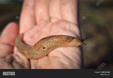 Sea Snail Without Shell