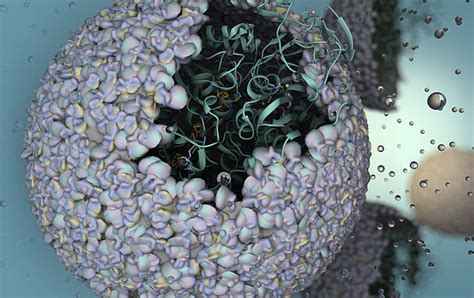 Study Reveals New Details On How Virus Builds Protective Shell Healthcare Hygiene Magazine