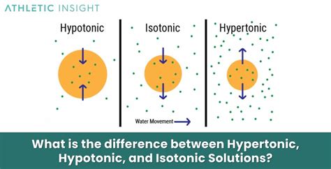 Hypertonic Solution Definition How It Works Importance And Benefits Athletic Insight