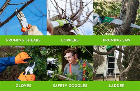 Pruning Crabapple Trees A Complete Guide For Healthy Growth Plant Propagation