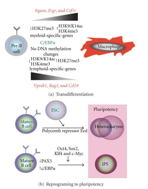 transdifferentiation and reprogramming of b cells a ectopic