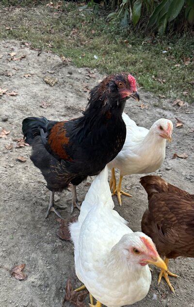 Easter Egger Cockerel Backyard Chickens Learn How To Raise Chickens