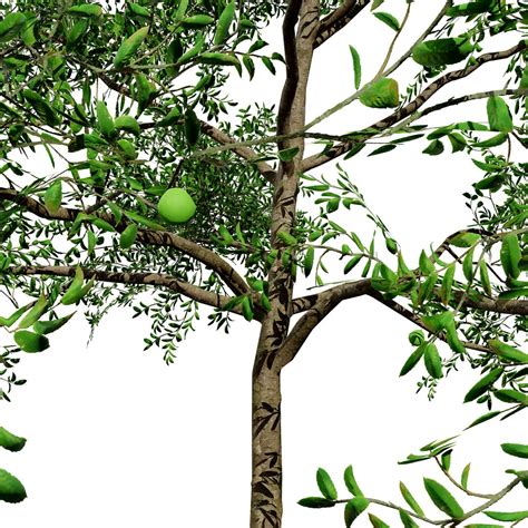 3d Guava Tree 3d Model Turbosquid 2309313