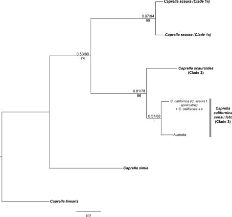 Bayesian Consensus Tree Obtained For The 18s Gene For All Sequenced