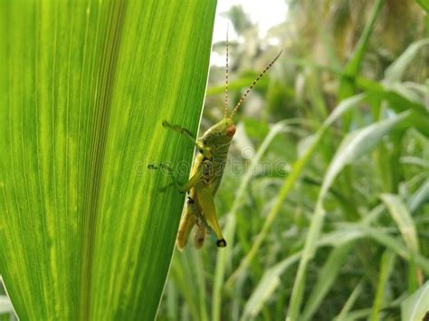 Green Grasshopper In Nature Migratory Bird Locust Or Green Spotted